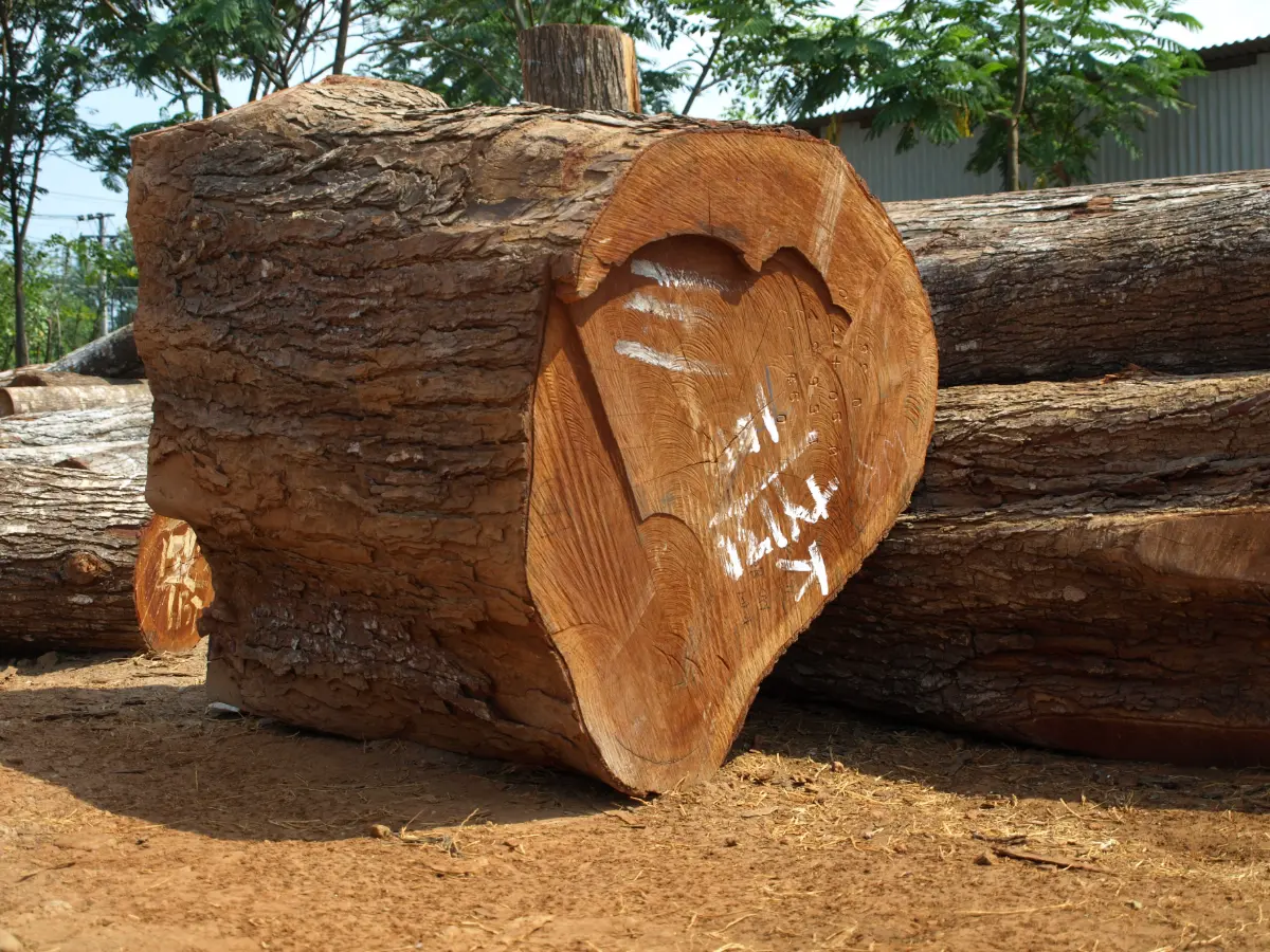 Perbedaan Kayu Jati vs Mahoni: Mana yang Lebih Baik untuk Furniture Anda? - Beautiful Homes Blog's